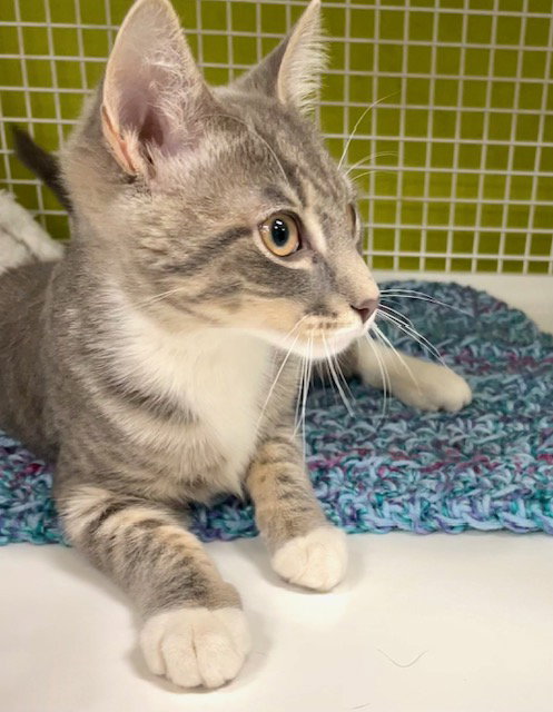 Cats for Adoption in Queens, New York | Alpha Paw