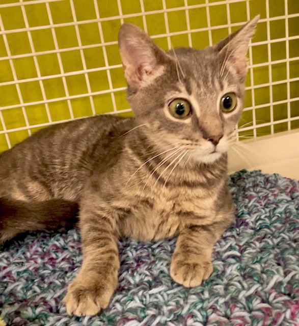 Cats for Adoption in Jamaica, New York | Alpha Paw