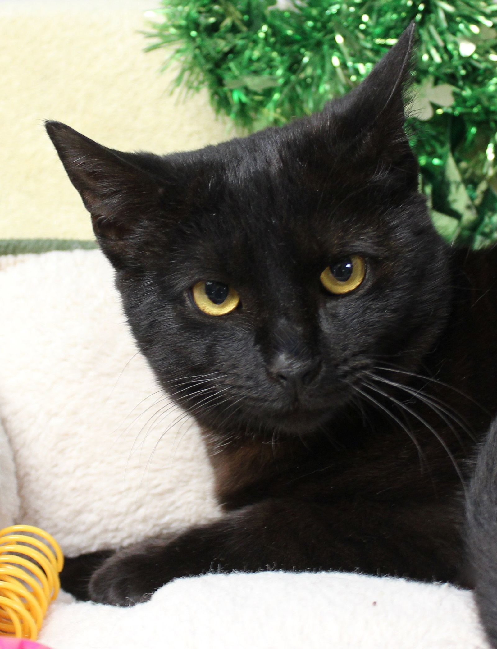 Cats for Adoption in Wallkill, New York | Alpha Paw