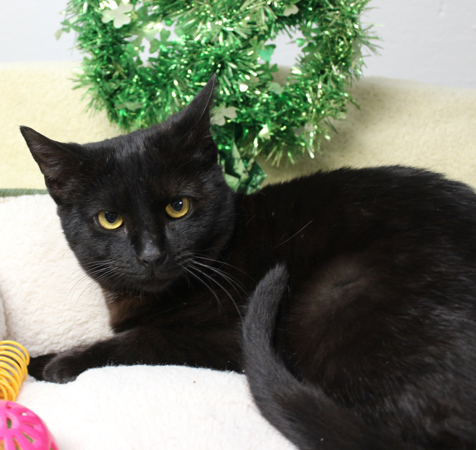 Cats for Adoption in Wallkill, New York | Alpha Paw