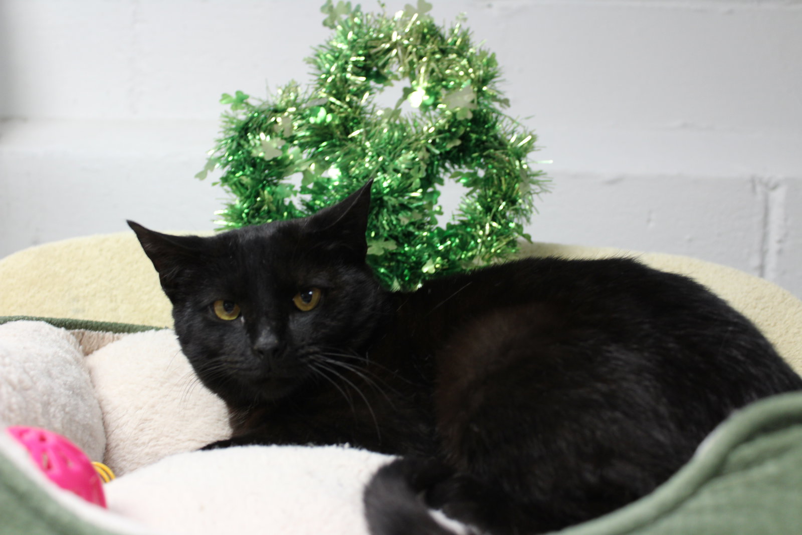 Cats for Adoption in Wallkill, New York | Alpha Paw