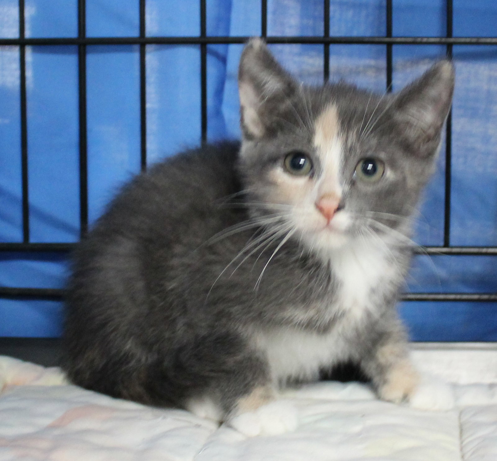 Cats for Adoption in Rockland County, New York | Alpha Paw