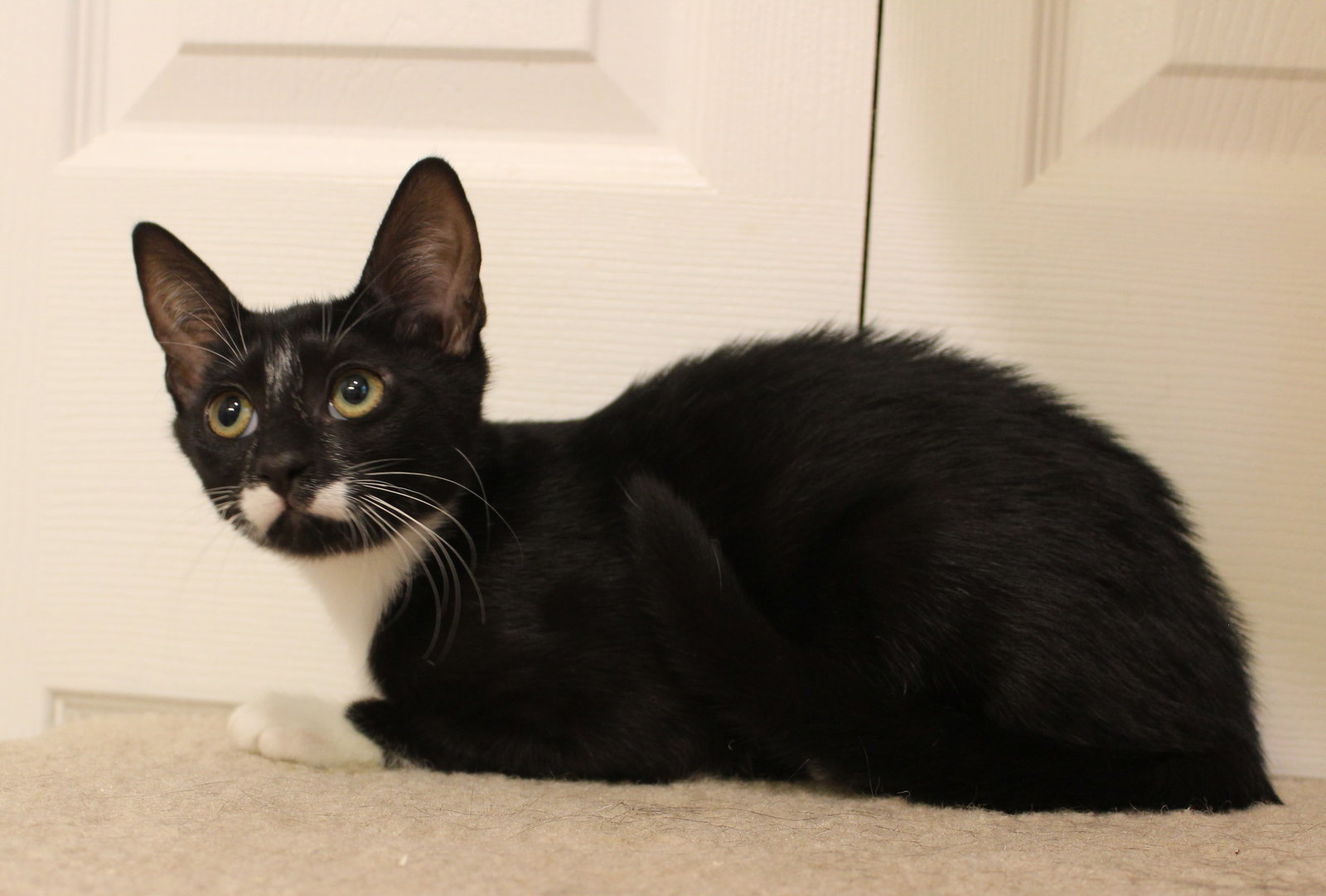 Cats for Adoption in Westchester County, New York | Alpha Paw