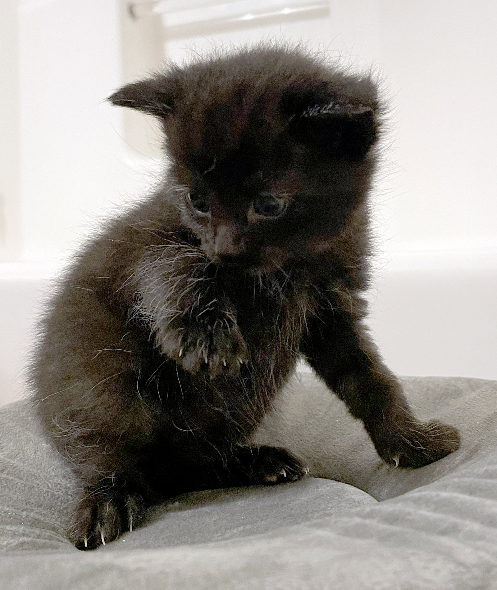 Cat adoption in Techny, IL 60082: Domestic Short Hair (short coat) Cat ...