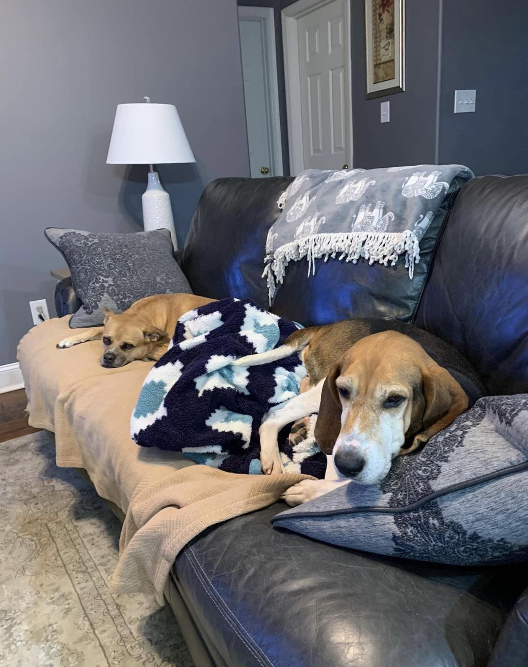 Dog for Adoption - Reba, a Coonhound in Georgetown, KY | Alpha Paw