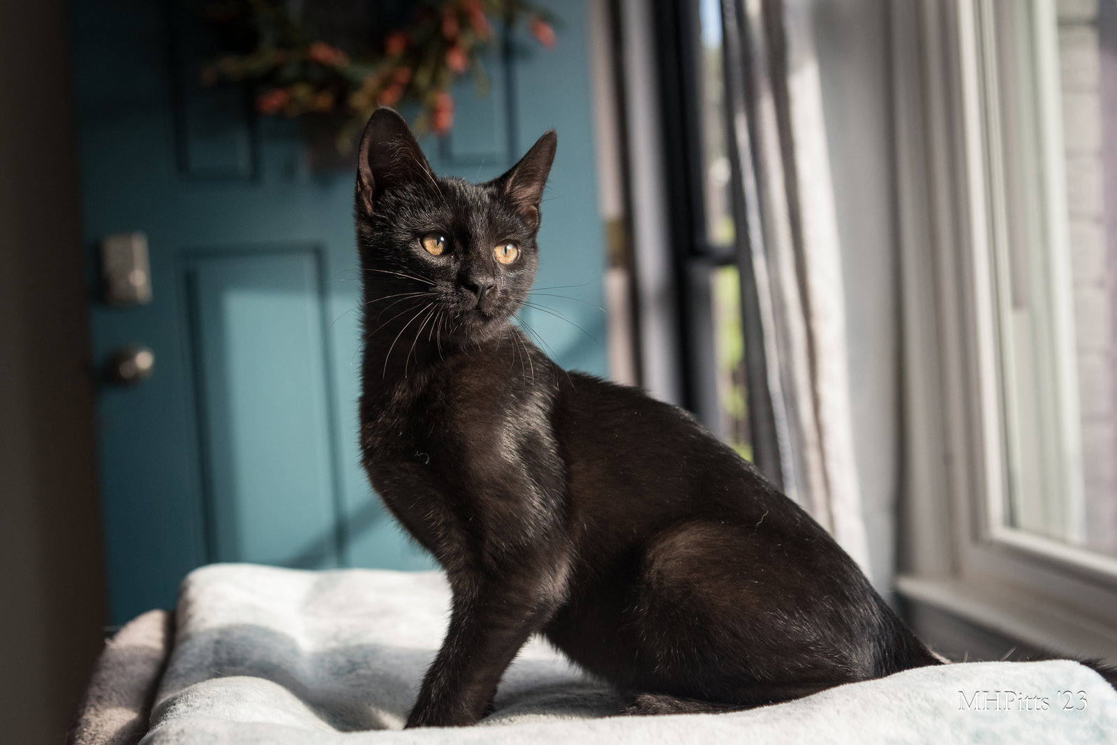 Storm Cat's Web Page