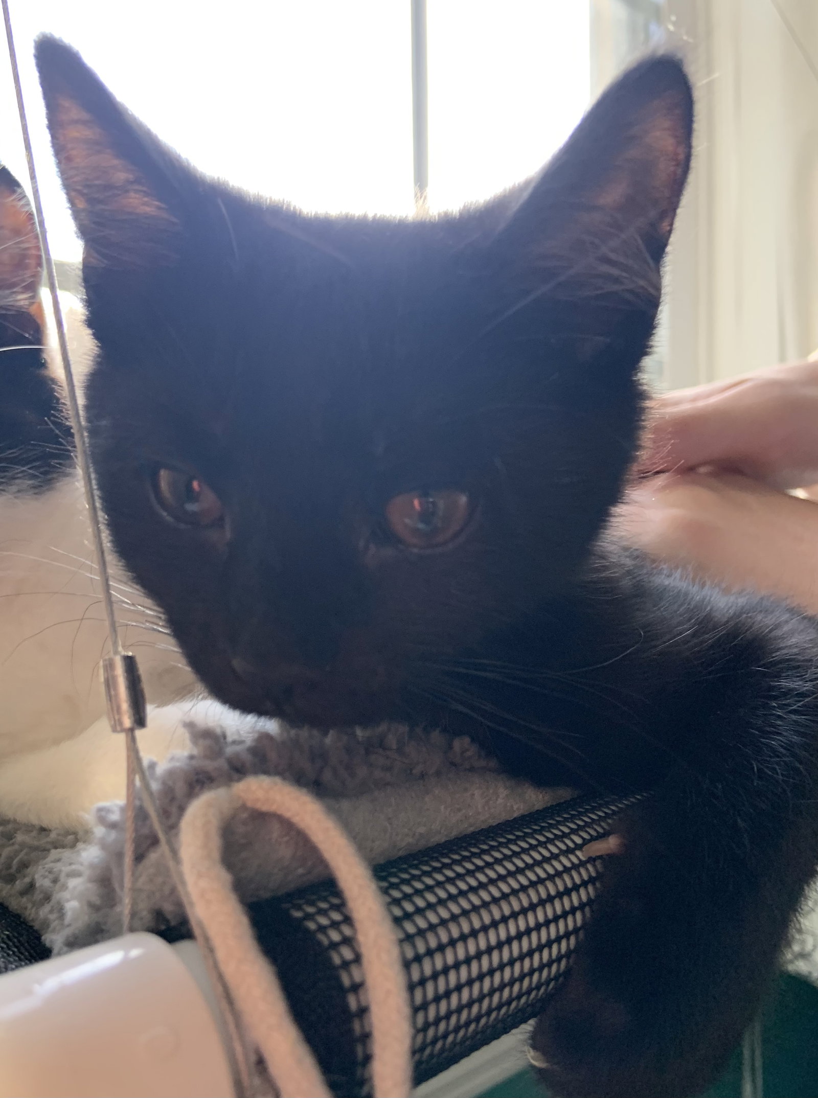 Coal's Web Page
