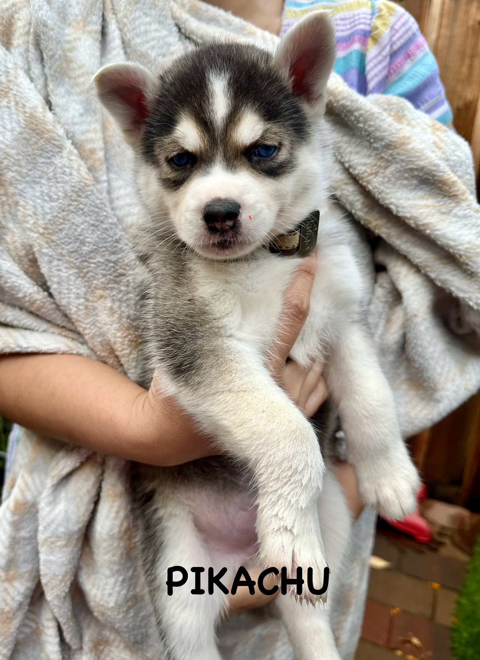 Dog for Adoption - Pikachu, a Siberian Husky in Santa Clara County, CA ...