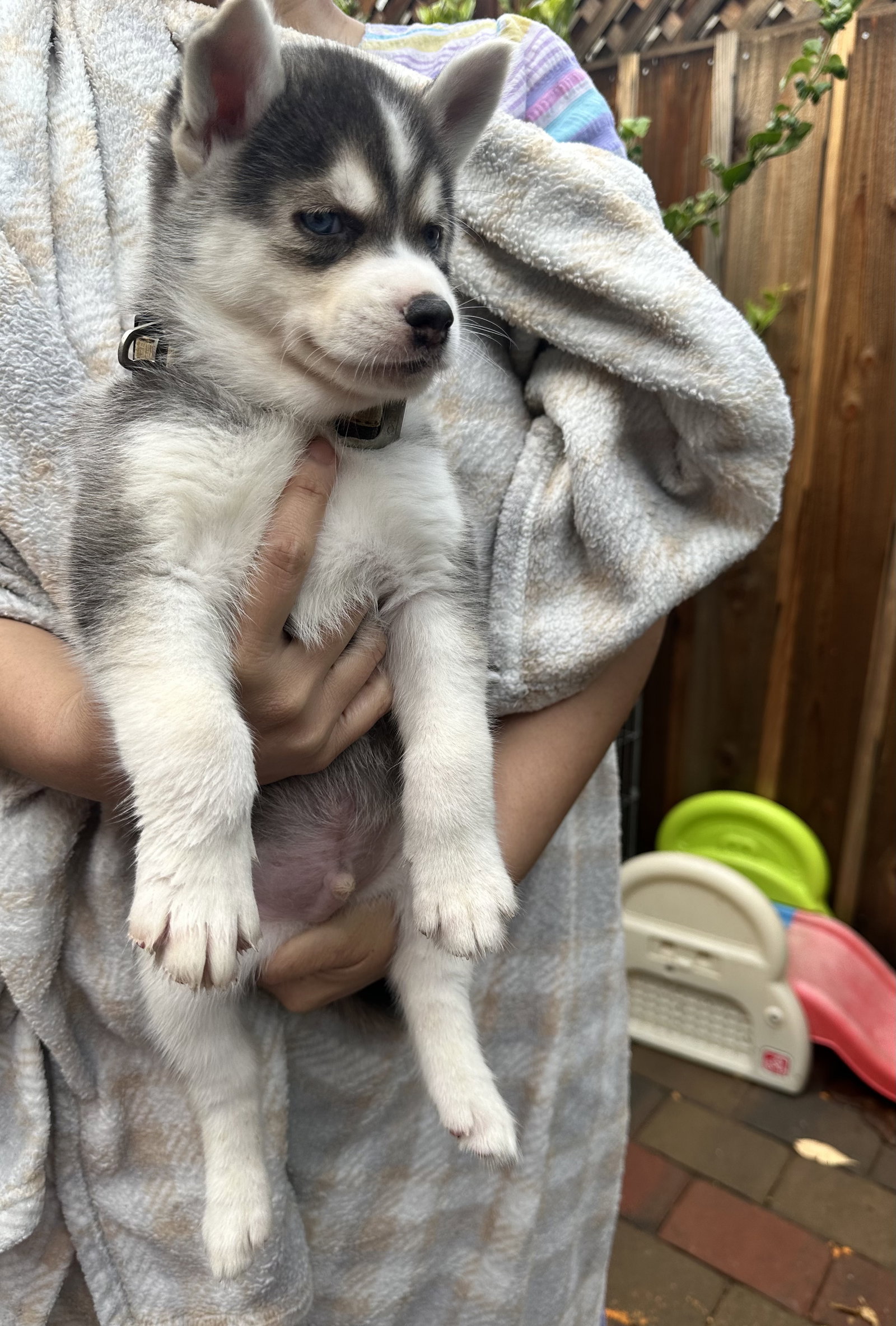 Dog for Adoption - Pikachu, a Siberian Husky in Santa Clara County, CA ...