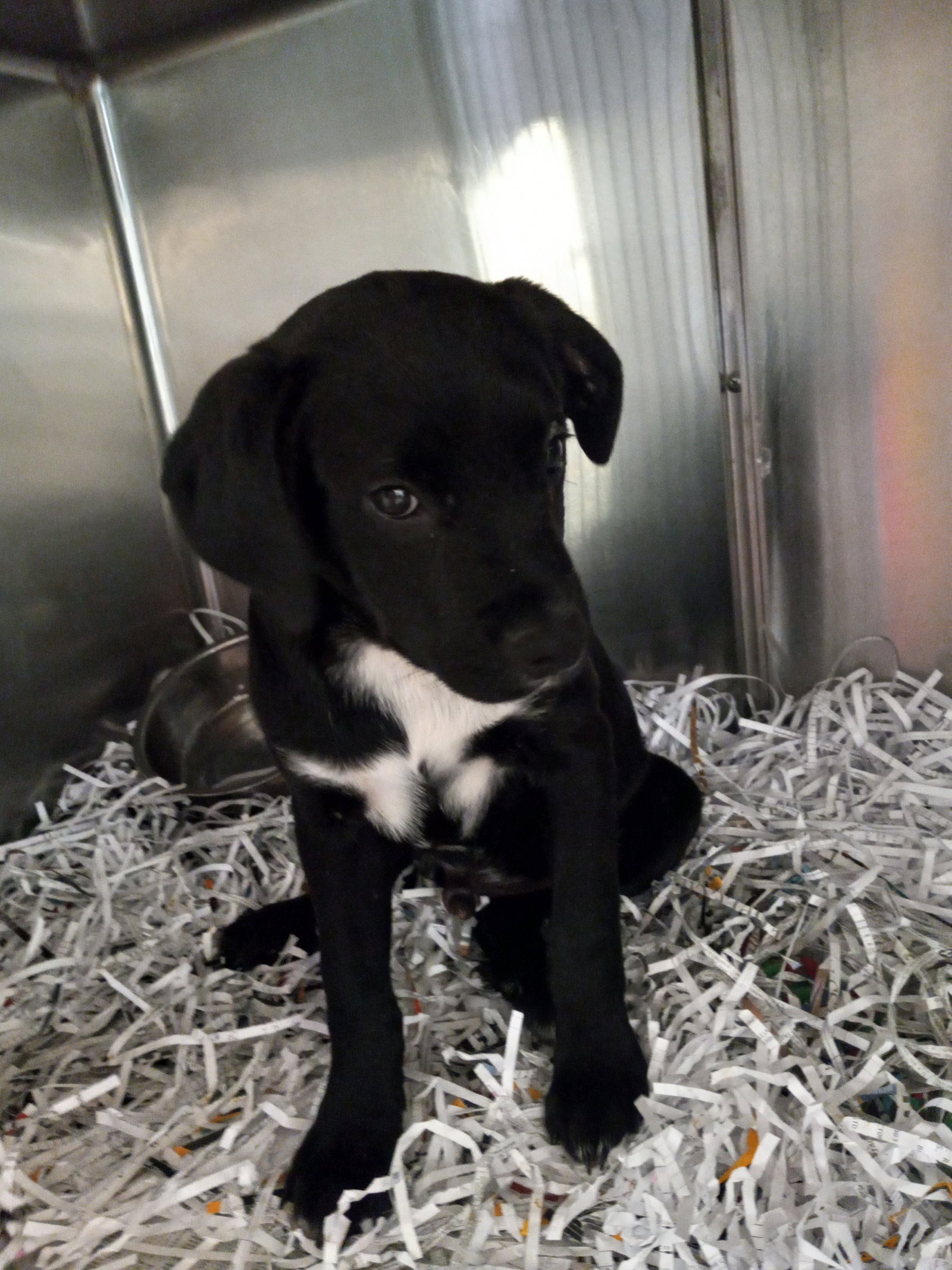 Dog for Adoption - Jeb *Available soon*, a Labrador Retriever in ...