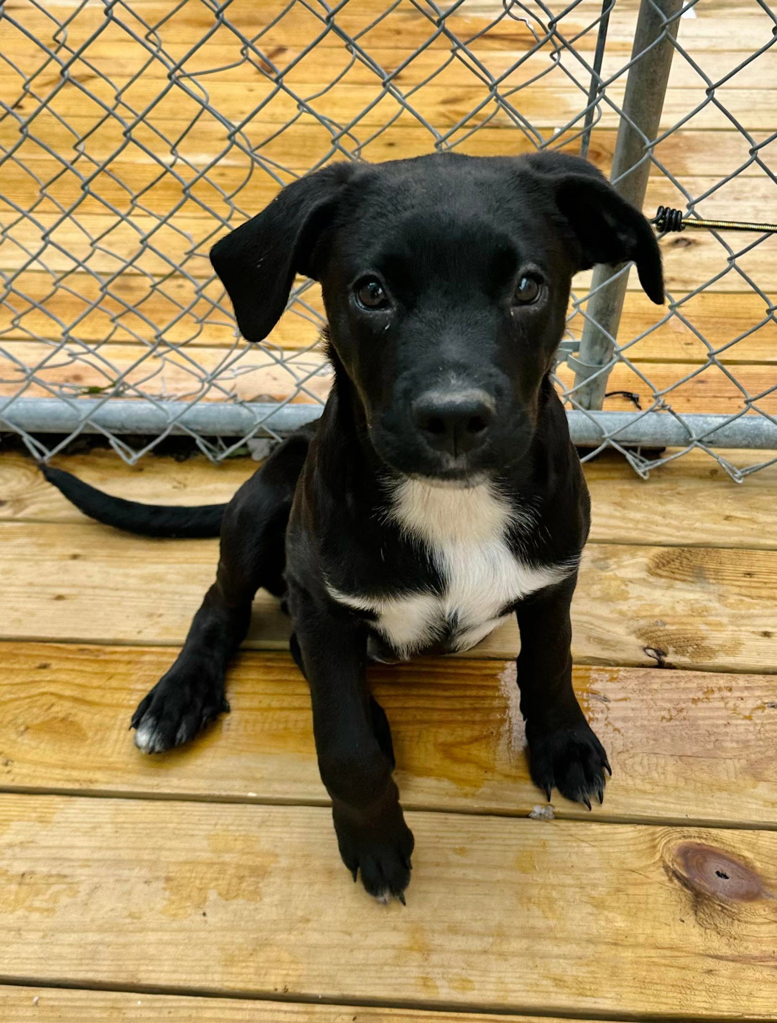 Dog for Adoption - Jeb, a Labrador Retriever in Washington County, NC ...