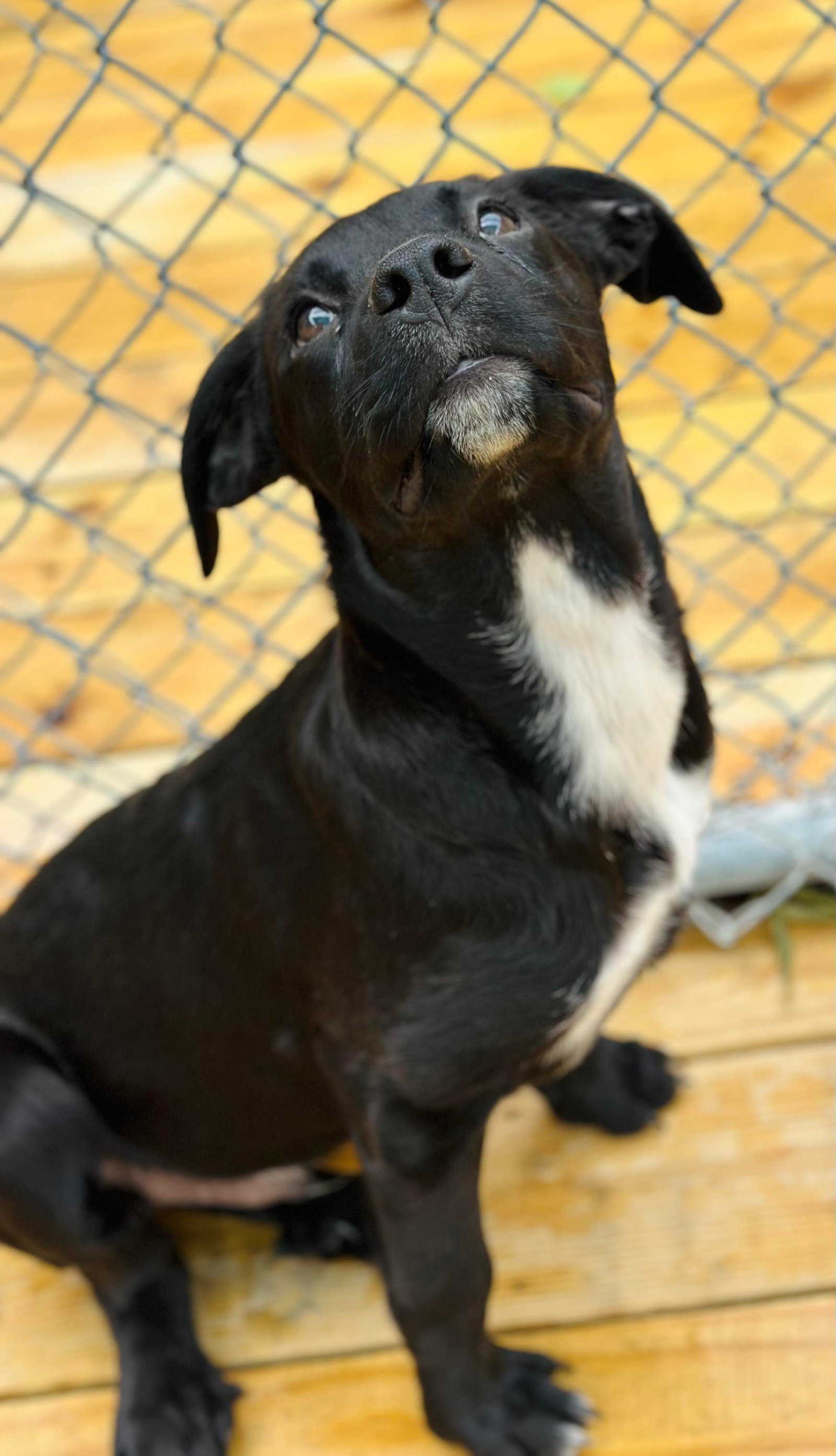 Dog for Adoption - Jeb, a Labrador Retriever in Washington County, NC ...