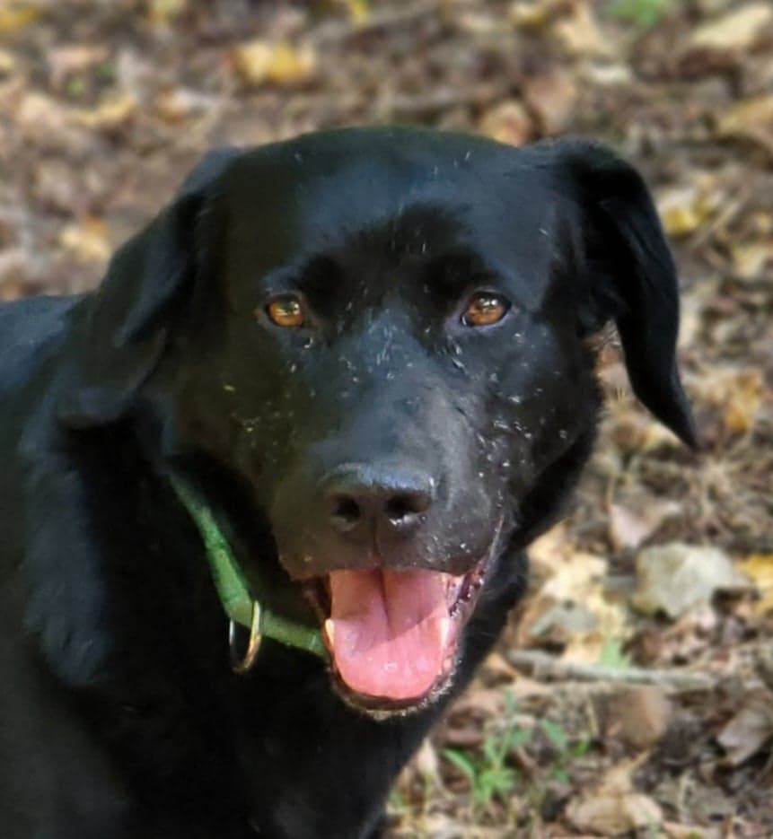 Dog for Adoption - Winnie, a Labrador Retriever in Hartwell, GA | Alpha Paw