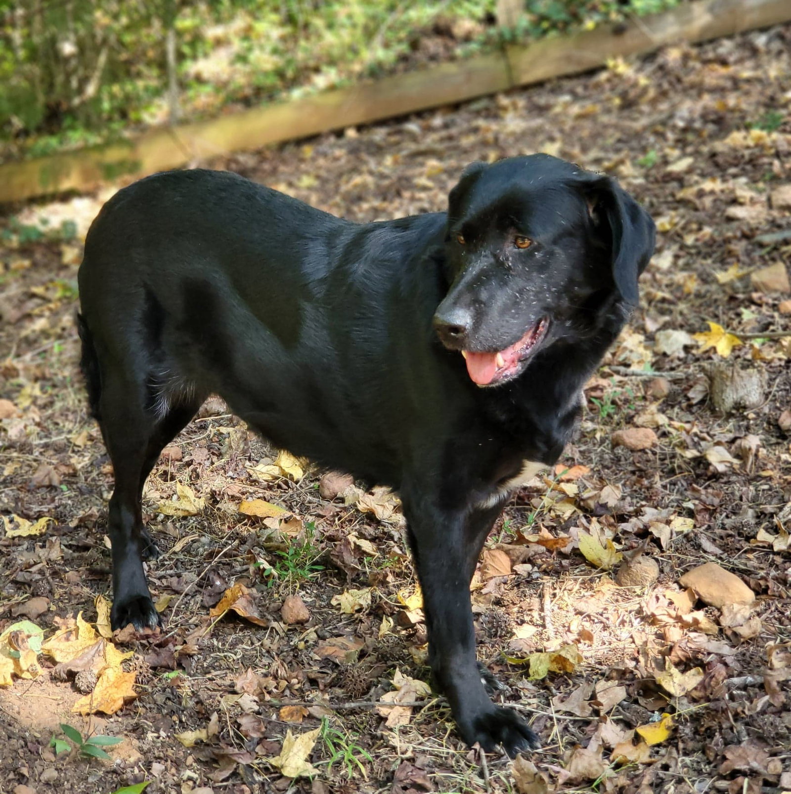 Dog for Adoption - Winnie, a Labrador Retriever in Hartwell, GA | Alpha Paw