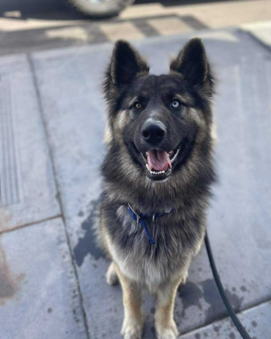 Dog for Adoption - Sonic (Foster to Adopt), a German Shepherd Dog in ...