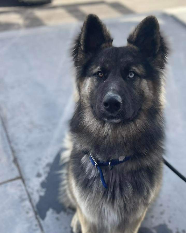Dog for Adoption - Sonic (Foster to Adopt), a German Shepherd Dog in ...