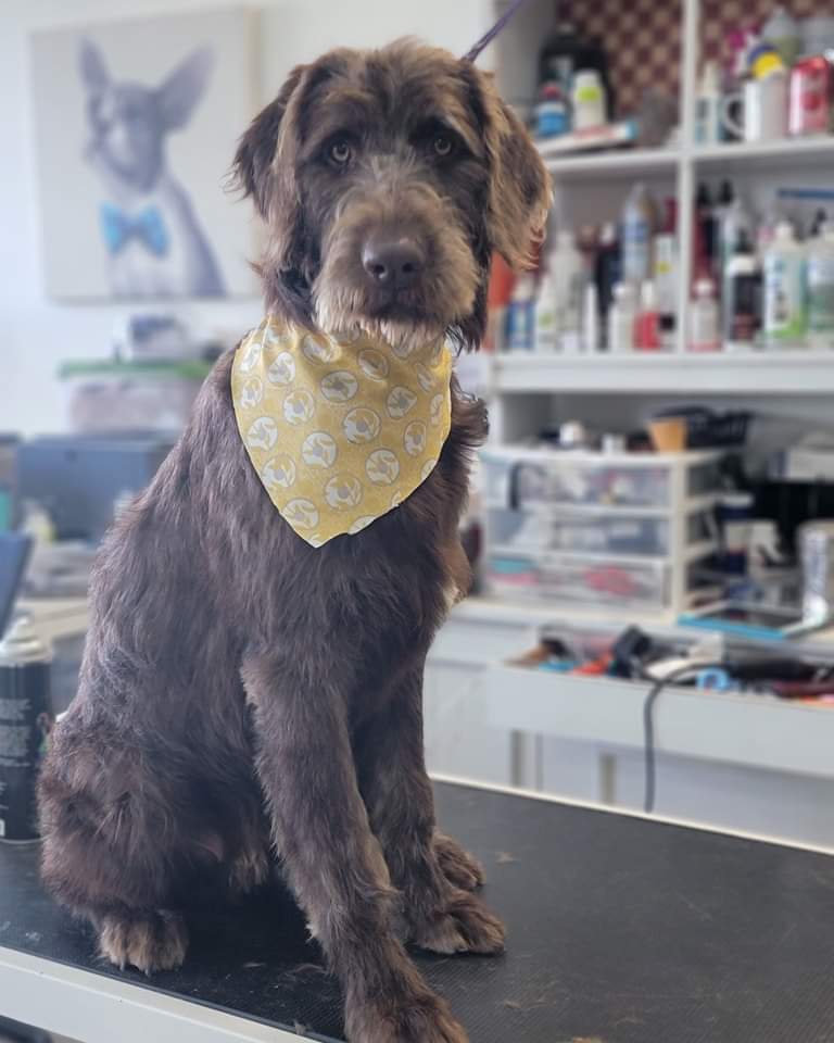 Dog for Adoption - Boomer (Foster to Adopt), a Poodle (Standard) in ...