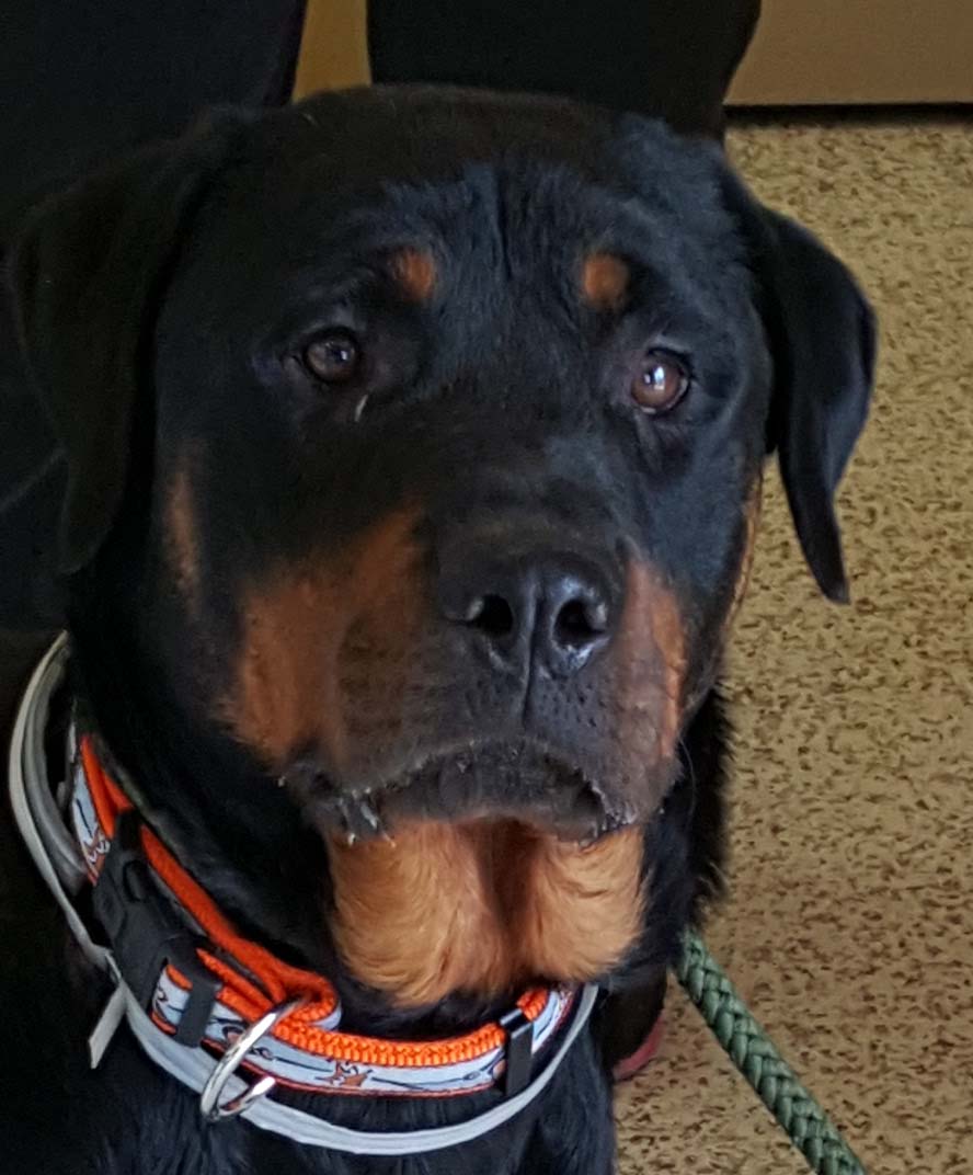 Dog for Adoption - Bruna, a Rottweiler in York Beach, ME | Alpha Paw