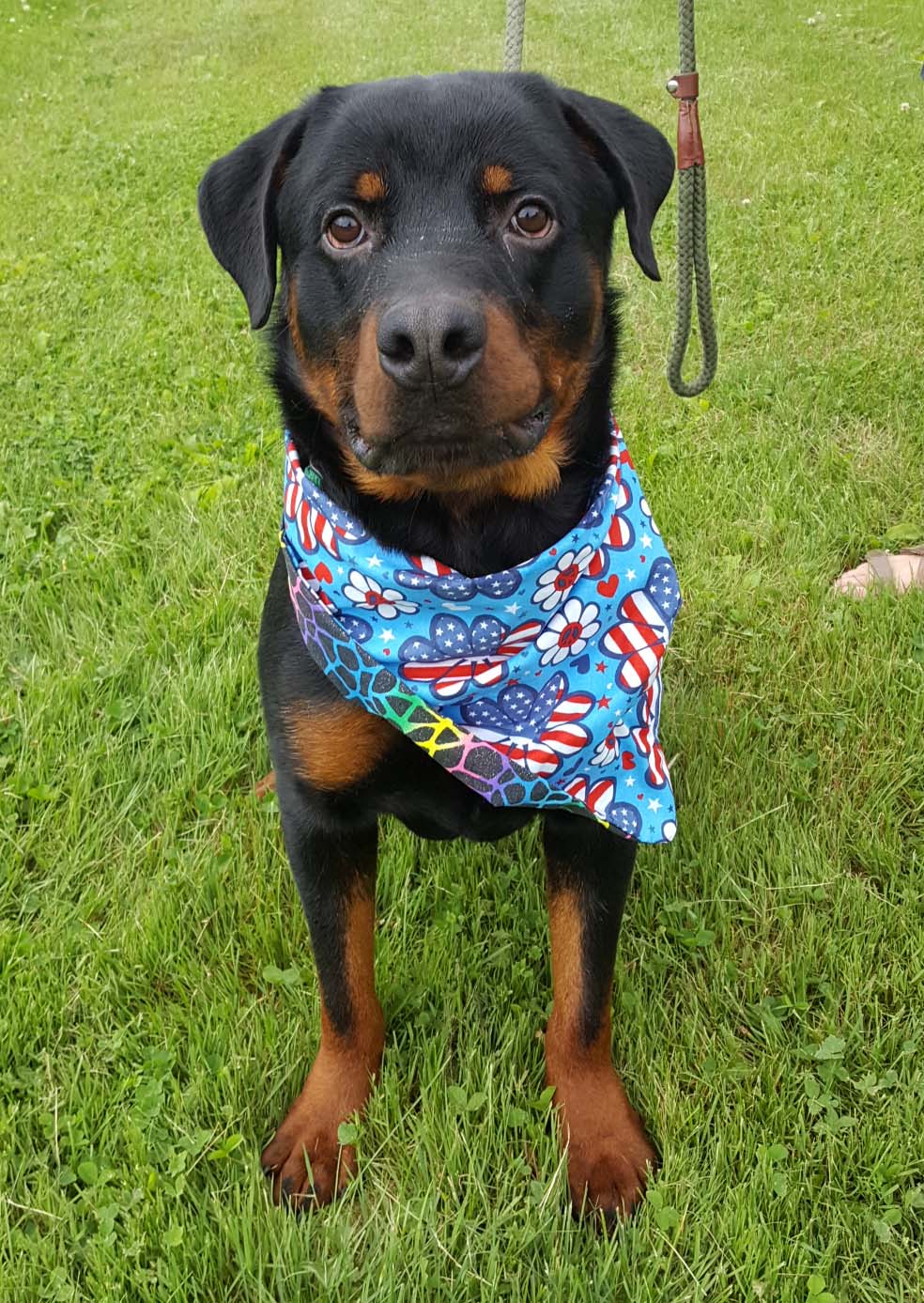 Dog for Adoption - Capone, a Rottweiler in Brownfield, ME | Alpha Paw