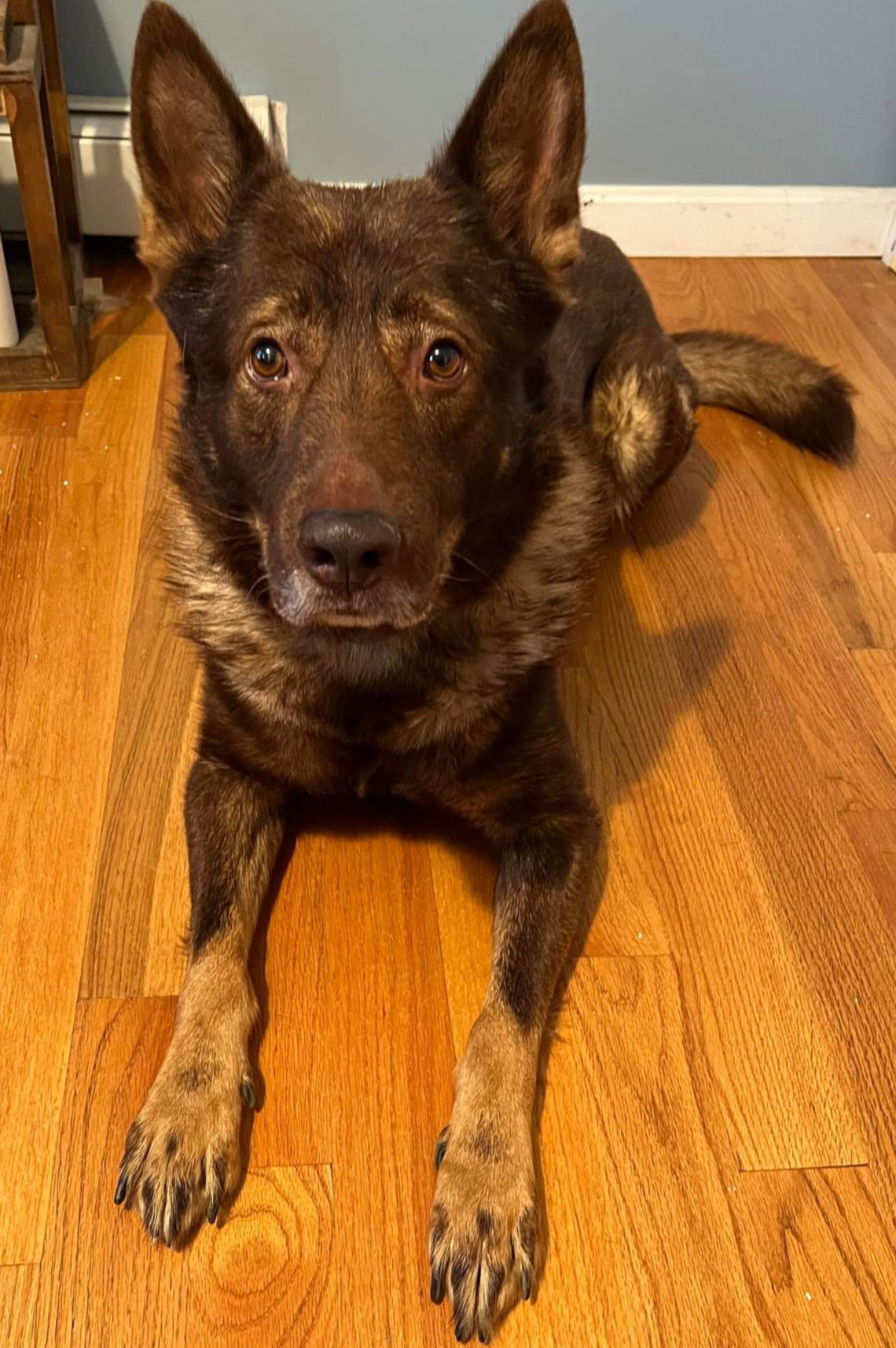 Dog for Adoption - Ruger, a German Shepherd Dog in Acton, ME | Alpha Paw