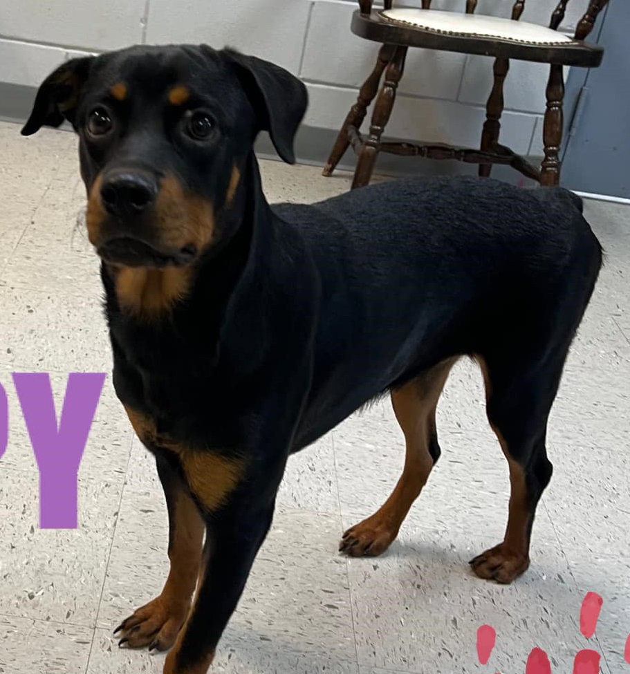 Dog for Adoption - Pippy, a Rottweiler in Franklin, NH | Alpha Paw