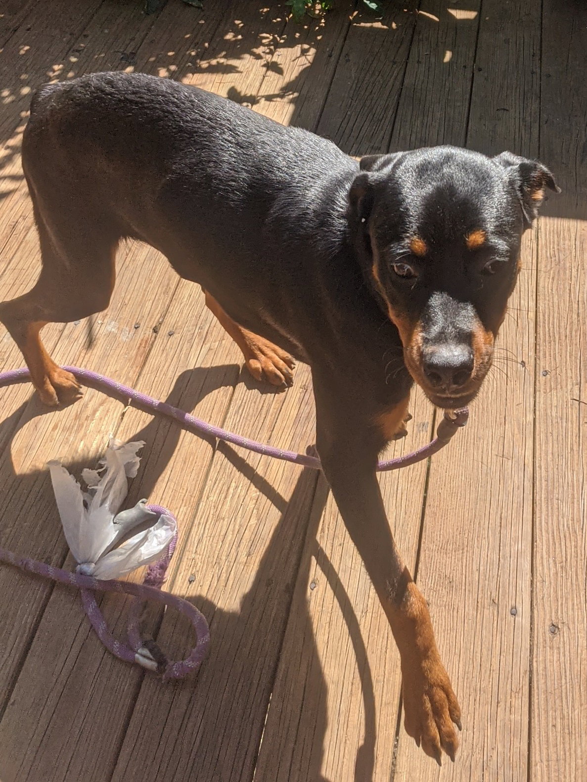 Dog for Adoption - Pippy, a Rottweiler in Franklin, NH | Alpha Paw