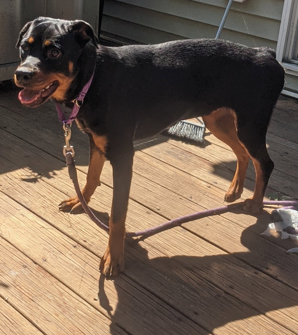Dog for Adoption - Pippy, a Rottweiler in Franklin, NH | Alpha Paw