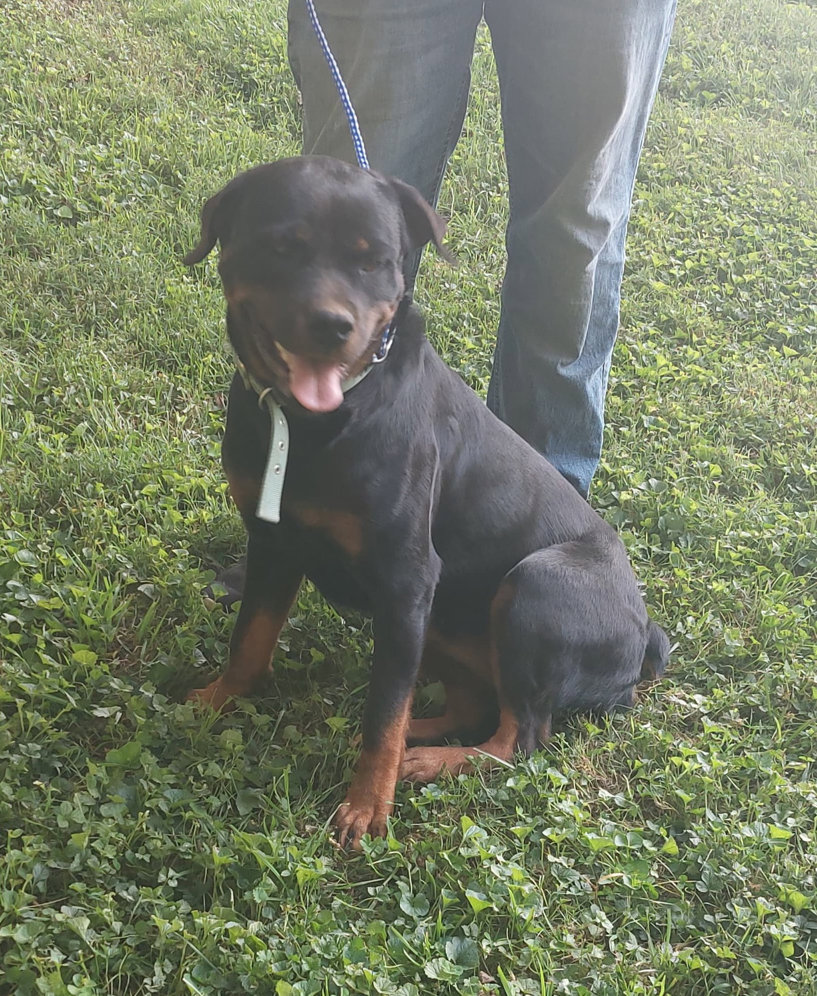 Dog for Adoption - Shasta, a Rottweiler in Strafford County, NH | Alpha Paw