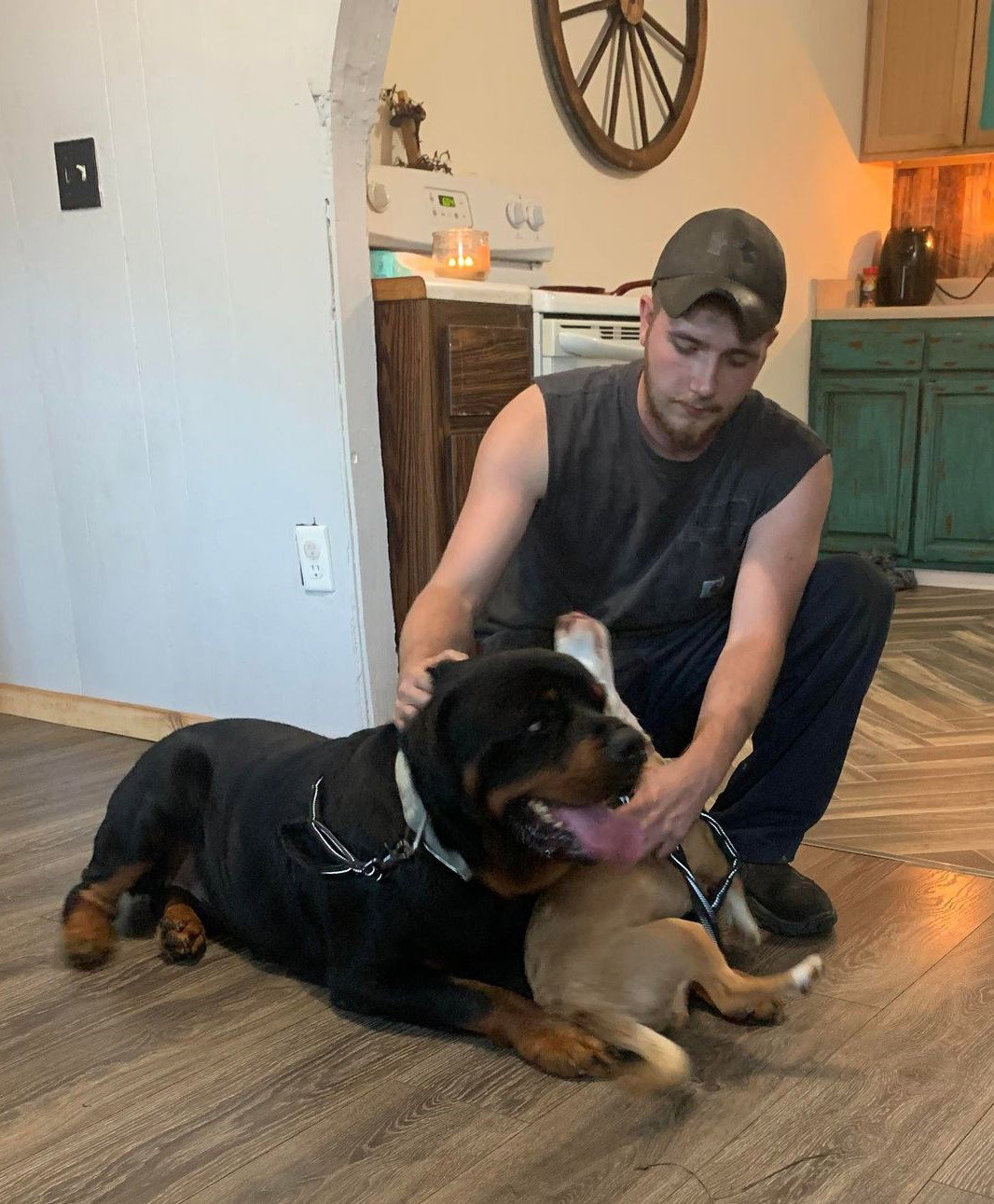Dog for Adoption - Riker, a Rottweiler in Nashua, NH | Alpha Paw