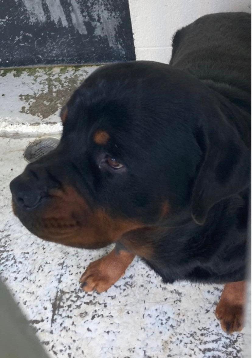 Dog for Adoption - Riker, a Rottweiler in Nashua, NH | Alpha Paw