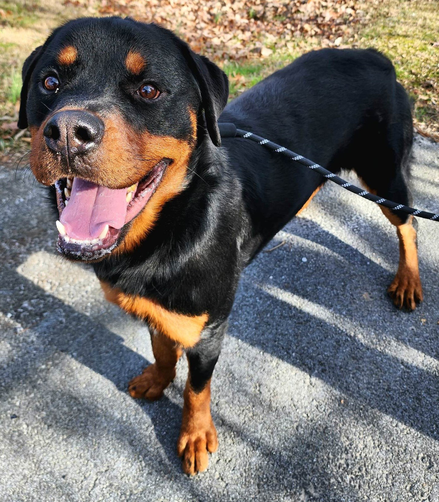 Dog for Adoption - Chico, a Rottweiler in Rochester, NH | Alpha Paw
