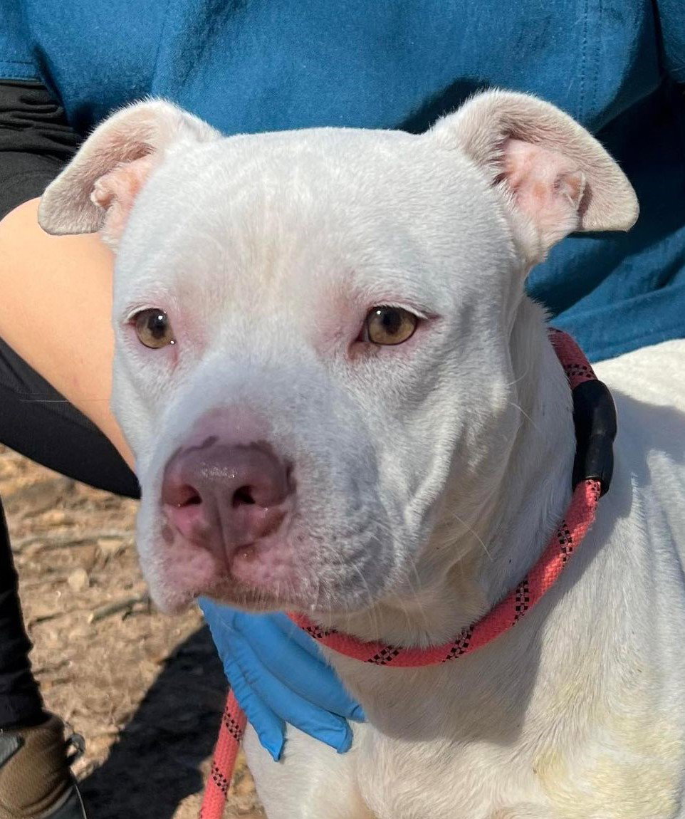 Dog for Adoption - Vanilla Fudge, a Pit Bull Terrier in Baldwinville ...