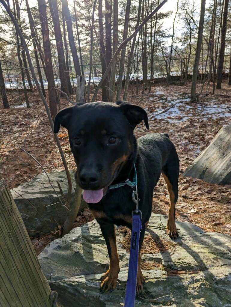 Dog for Adoption - Sheba, a Rottweiler in Lee, NH | Alpha Paw