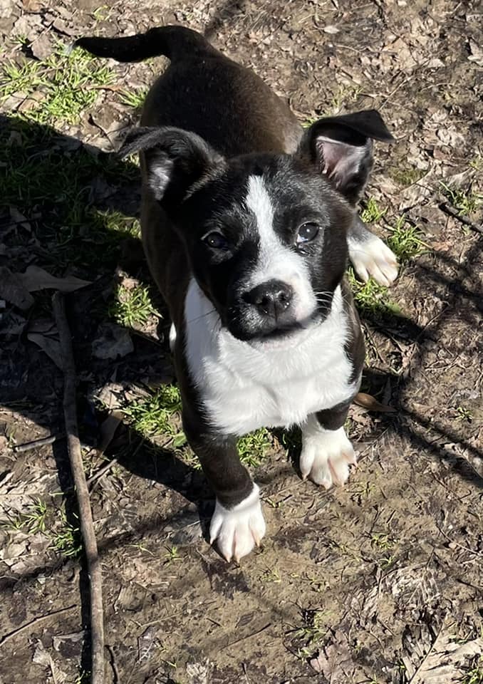 Dog for Adoption - Etta, a Pit Bull Terrier in Tilton, NH | Alpha Paw