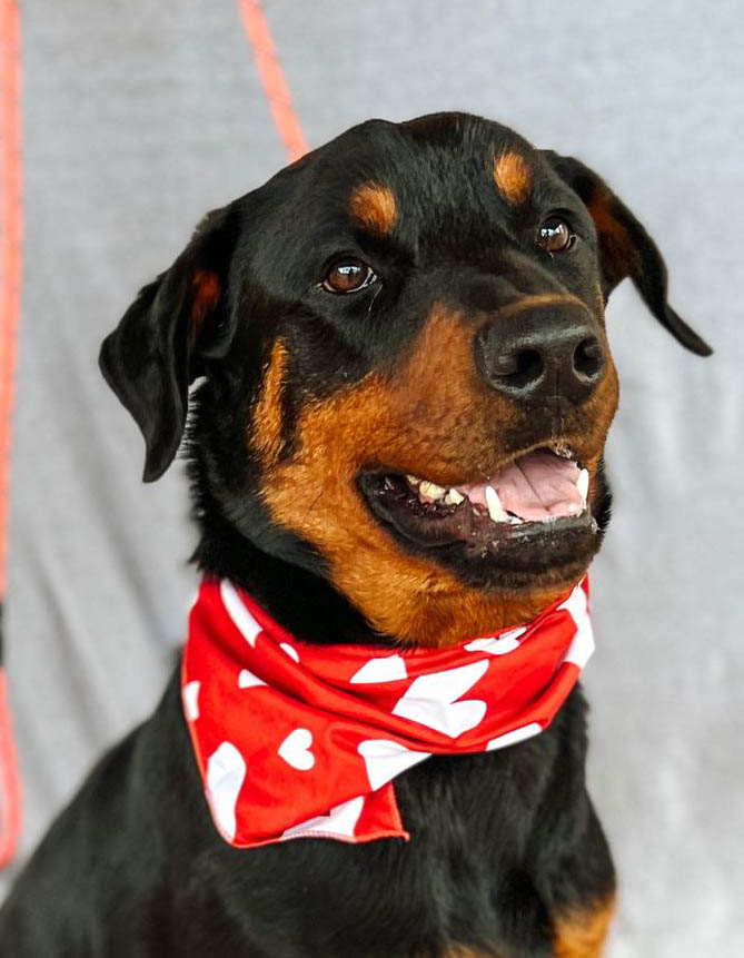 Dog for Adoption - Vinnie, a Rottweiler in Gilmanton, NH | Alpha Paw