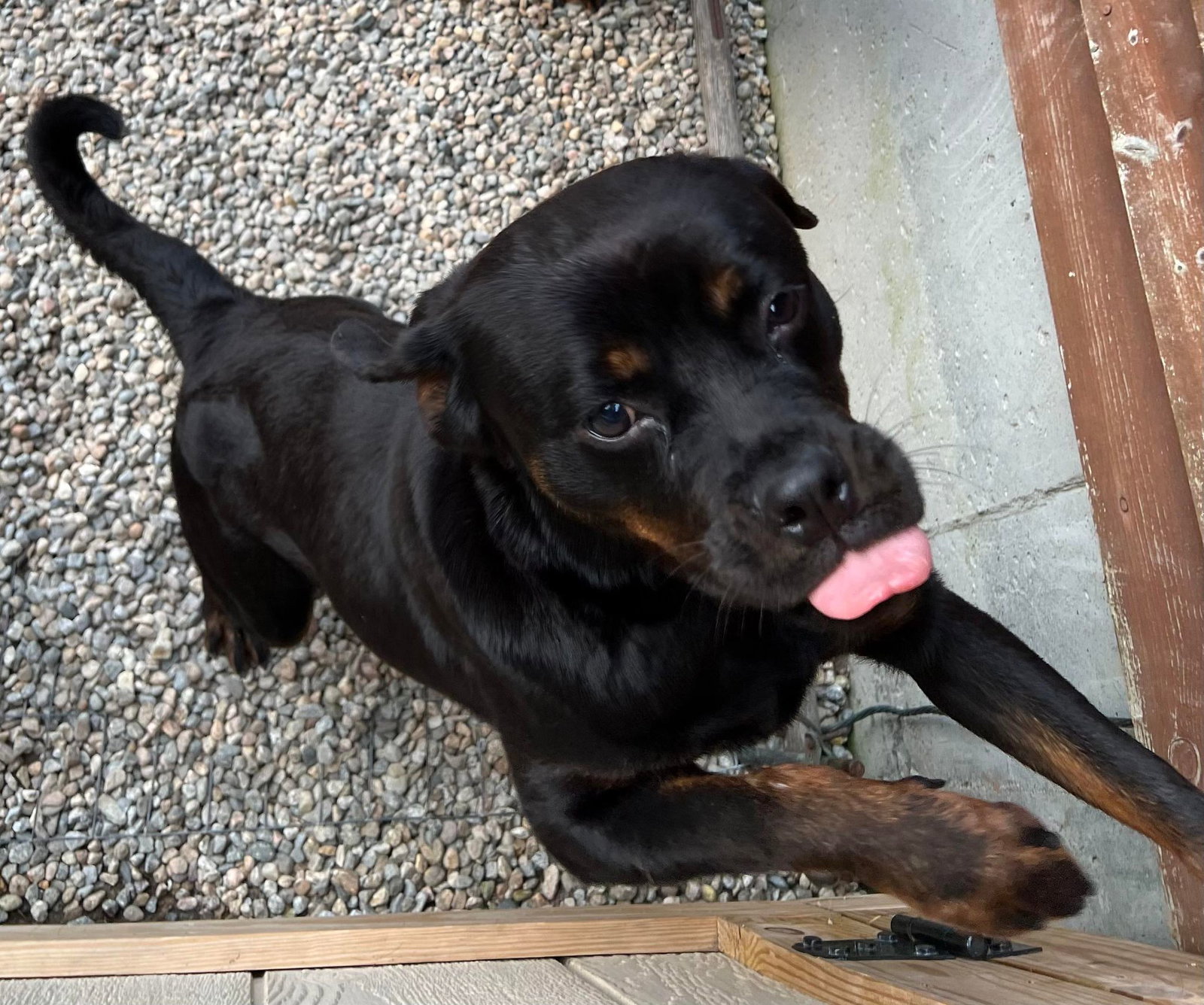 Dog for Adoption - Luna, a Rottweiler in Strafford County, NH | Alpha Paw