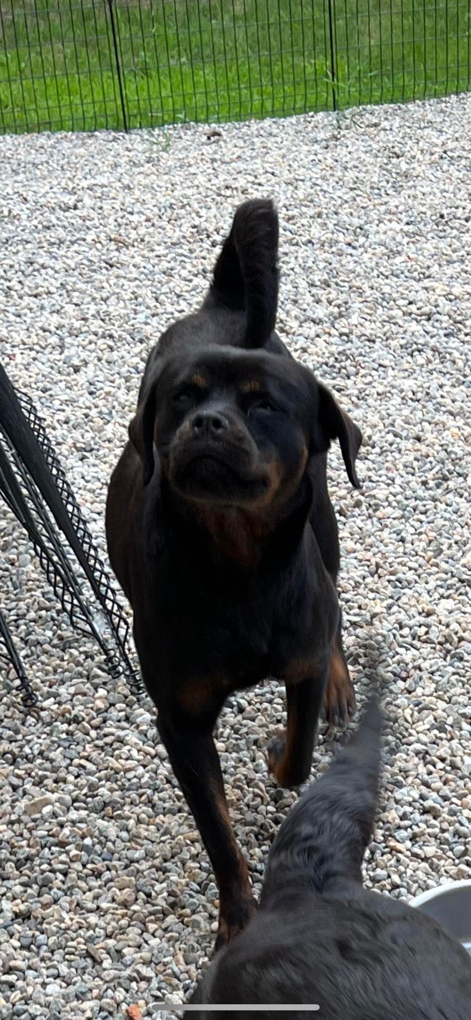 Dog for Adoption - Luna, a Rottweiler in Strafford County, NH | Alpha Paw