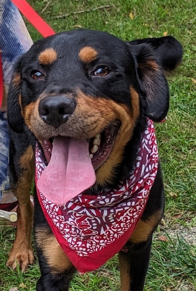 Dog for Adoption - Benito Mateo, a Rottweiler in Tilton, NH | Alpha Paw