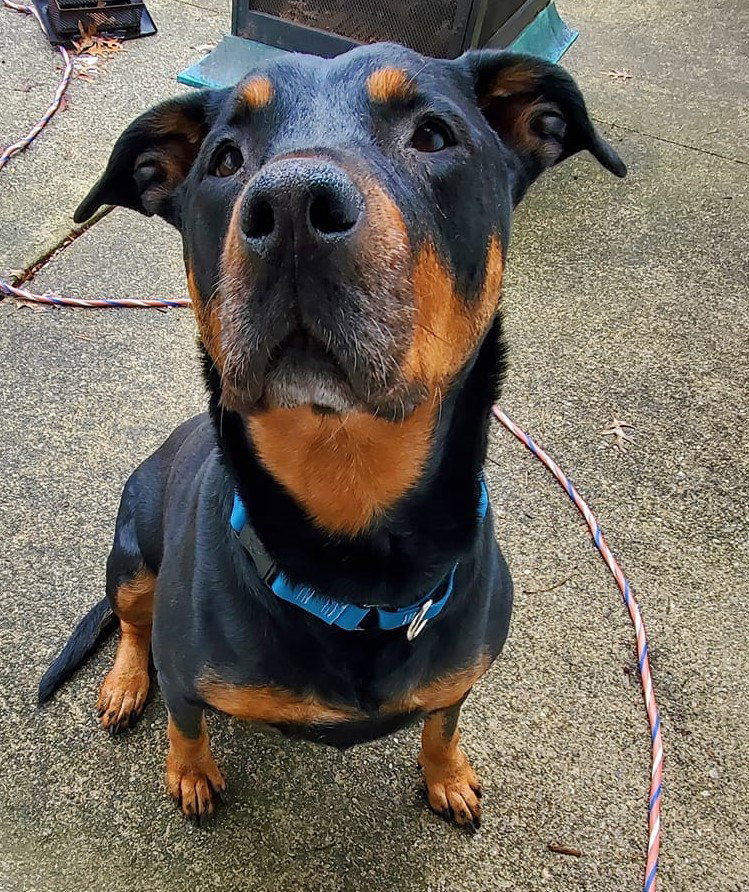 Dog for Adoption - Ruby, a Rottweiler in Lunenburg, MA | Alpha Paw