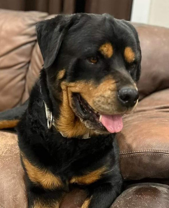 Dog for Adoption - Skeeter, a Rottweiler in Ashby, MA | Alpha Paw