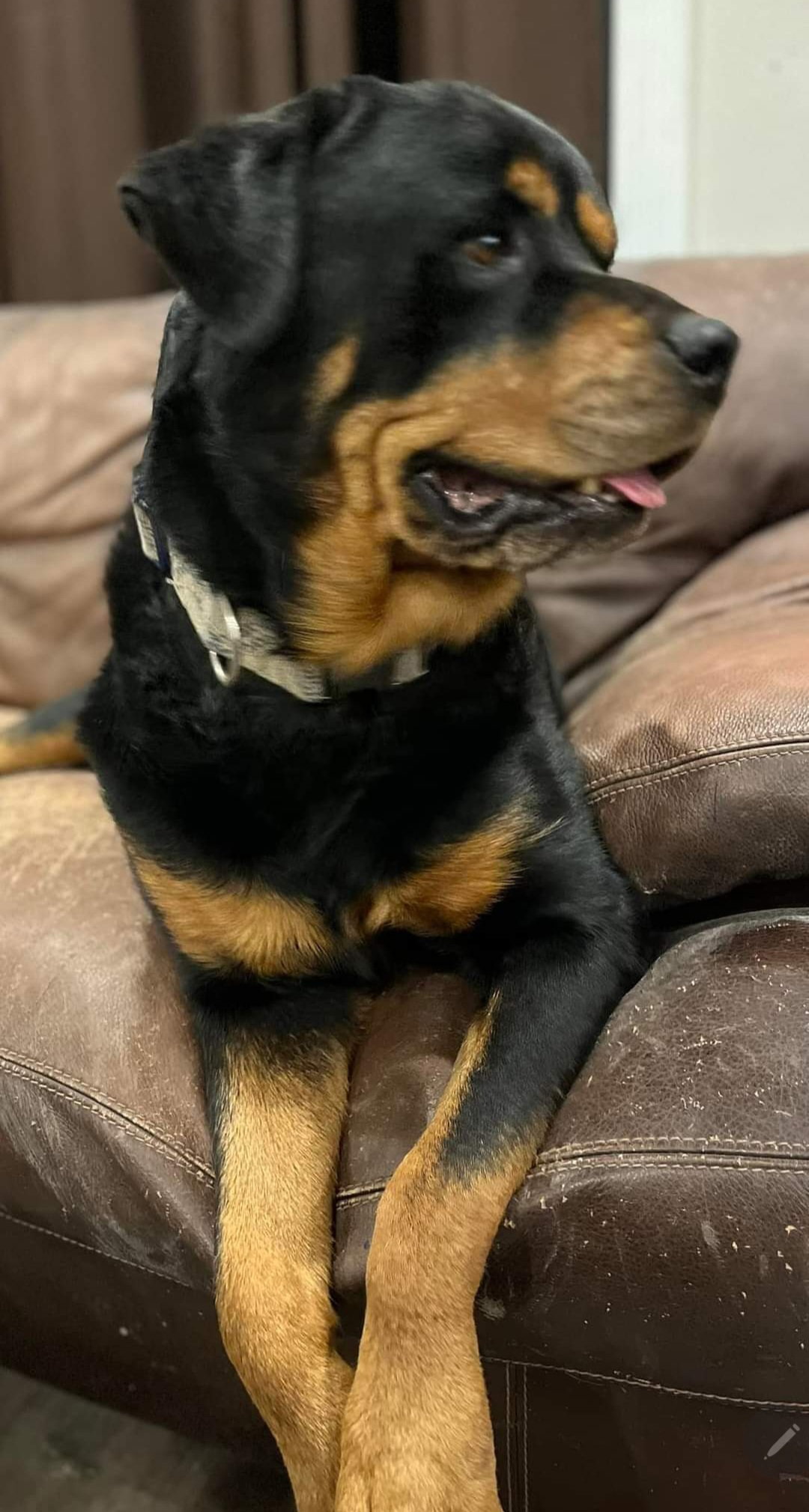 Dog for Adoption - Skeeter, a Rottweiler in Ashby, MA | Alpha Paw