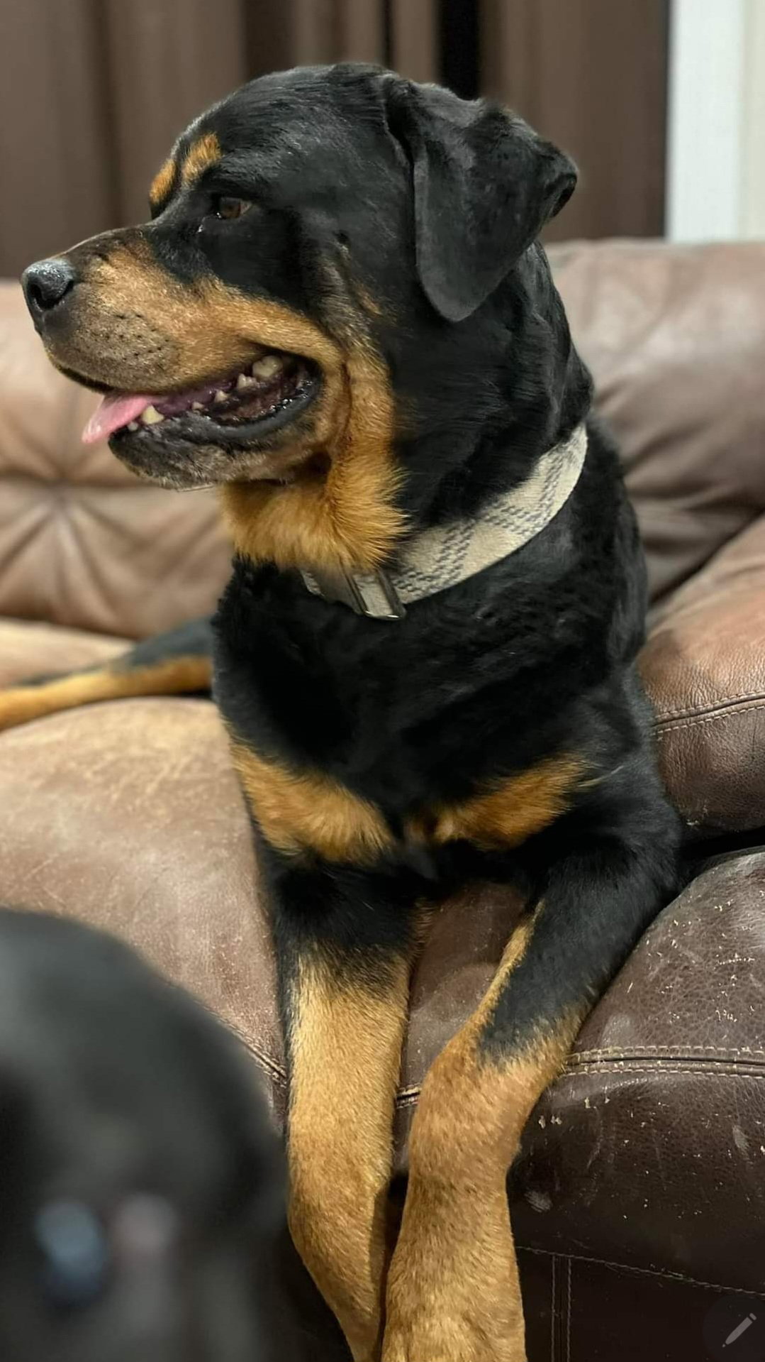 Dog for Adoption - Skeeter, a Rottweiler in Ashby, MA | Alpha Paw