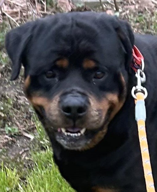Dog for Adoption - Jasper, a Rottweiler in Tewksbury, MA | Alpha Paw