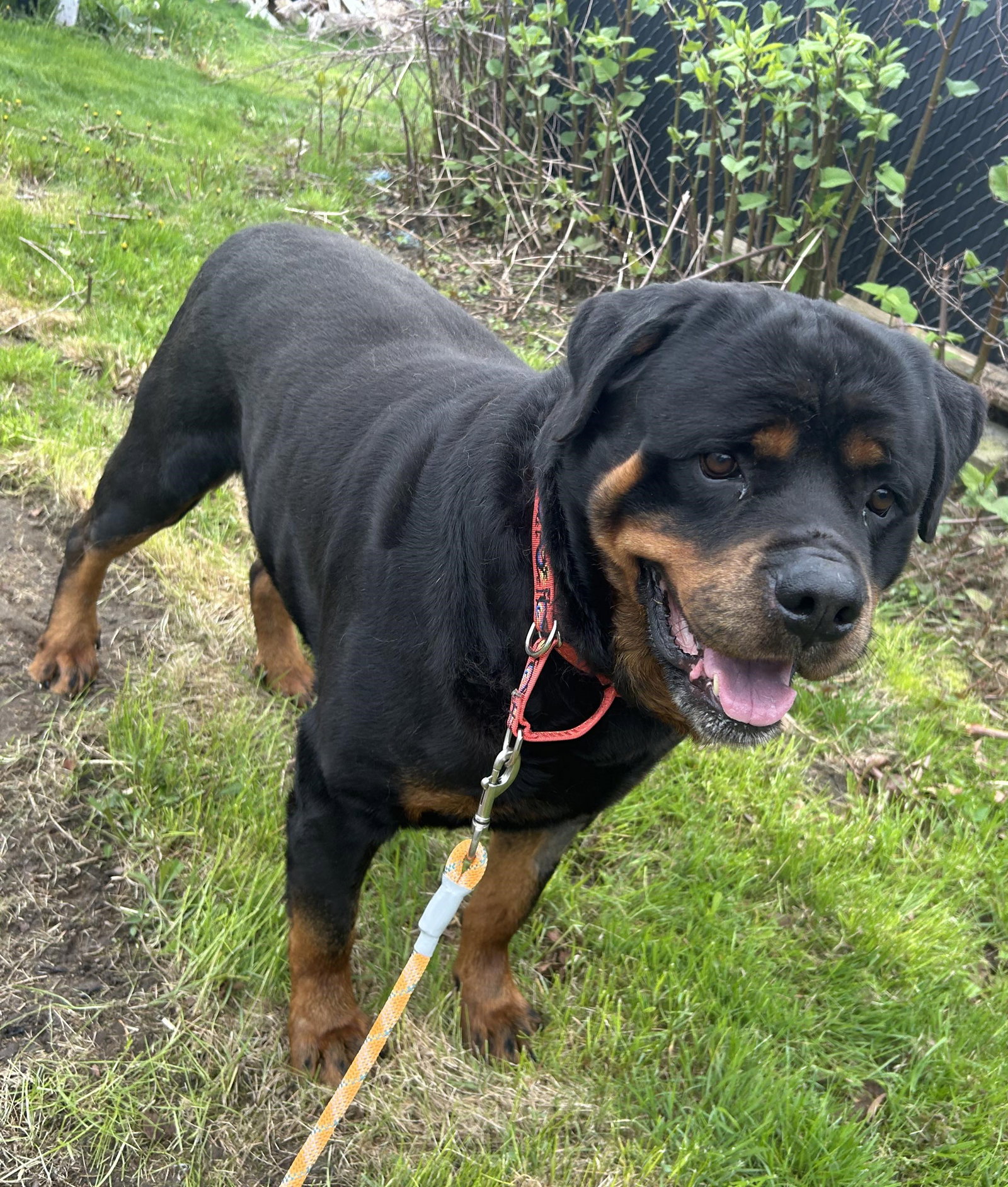 Dog for Adoption - Jasper, a Rottweiler in Tewksbury, MA | Alpha Paw