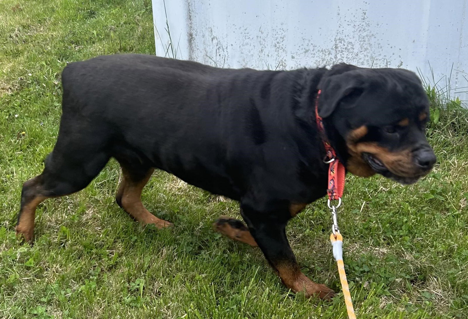 Dog for Adoption - Jasper, a Rottweiler in Tewksbury, MA | Alpha Paw