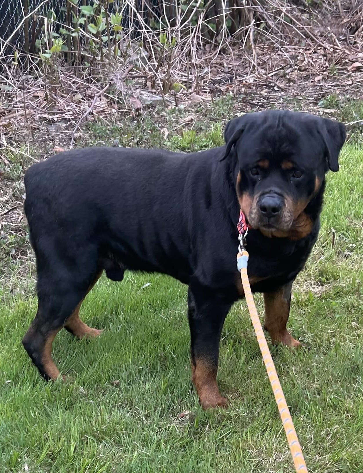 Dog for Adoption - Jasper, a Rottweiler in Tewksbury, MA | Alpha Paw