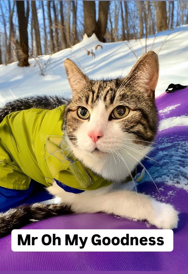 Available Cats | Community Concern For Cats