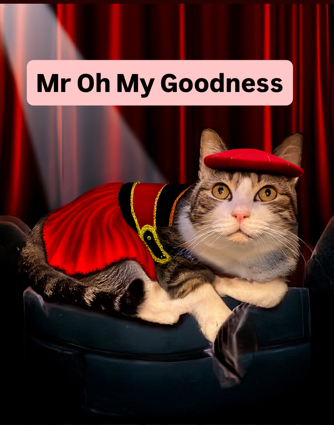 Available Cats | Community Concern For Cats