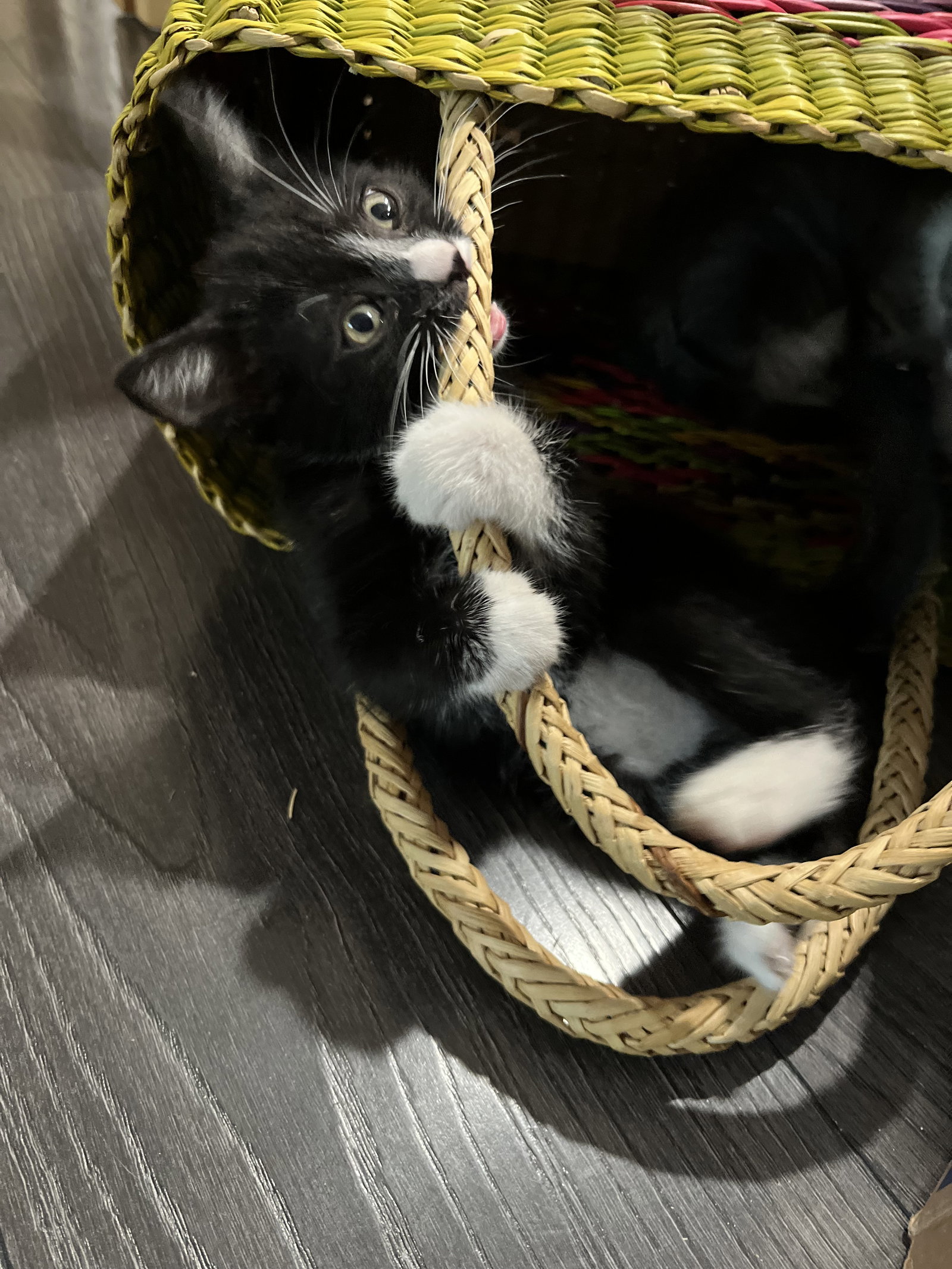 Available Cats | Community Concern For Cats
