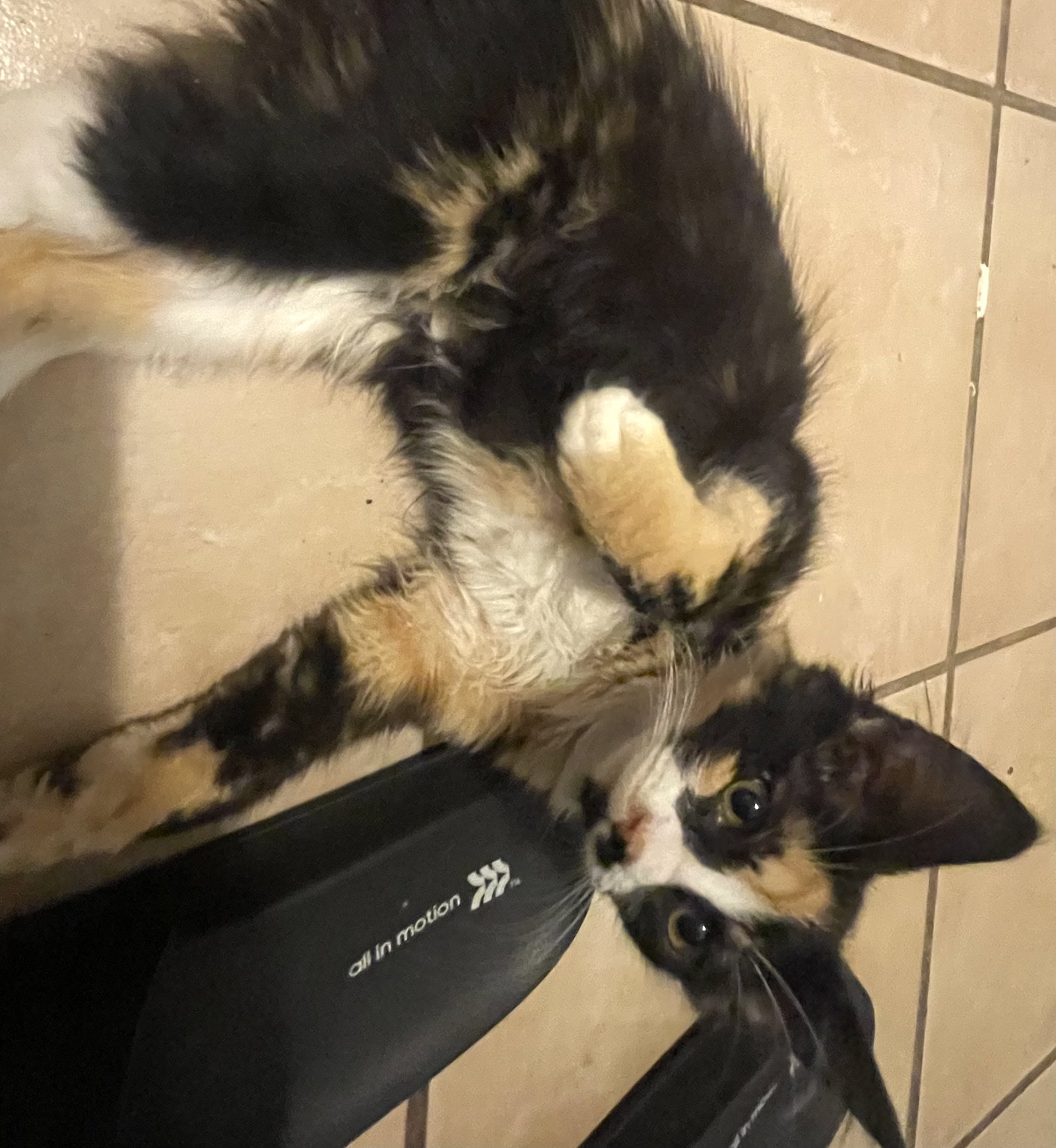 Available Cats | Community Concern For Cats